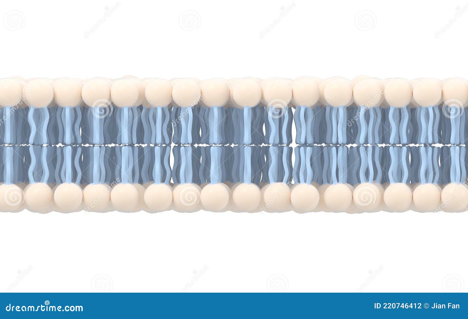 Cell Membrane with White Background, 3d Rendering Stock Illustration ...