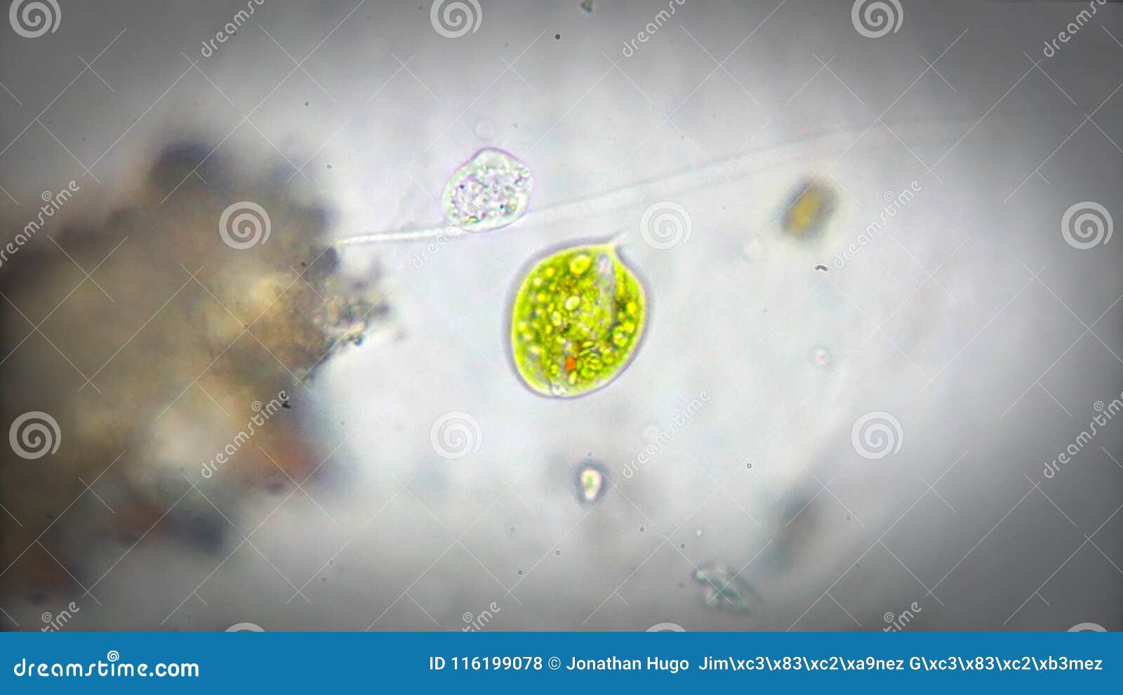 Cell at microscope stock photo. Image of laboratory - 116199078