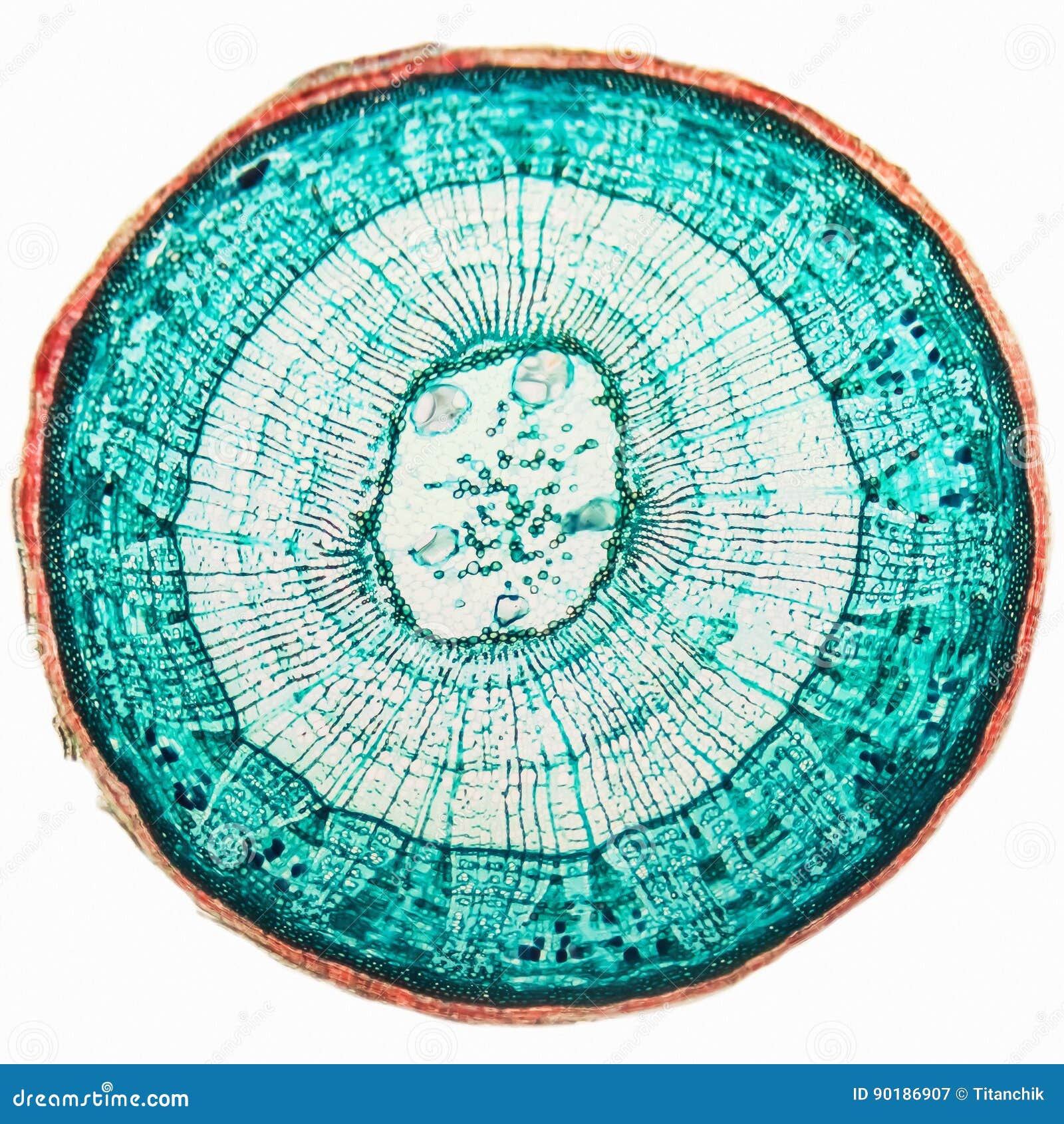 Cell Microscopic- Branches Linden Stock Image - Image of biology ...