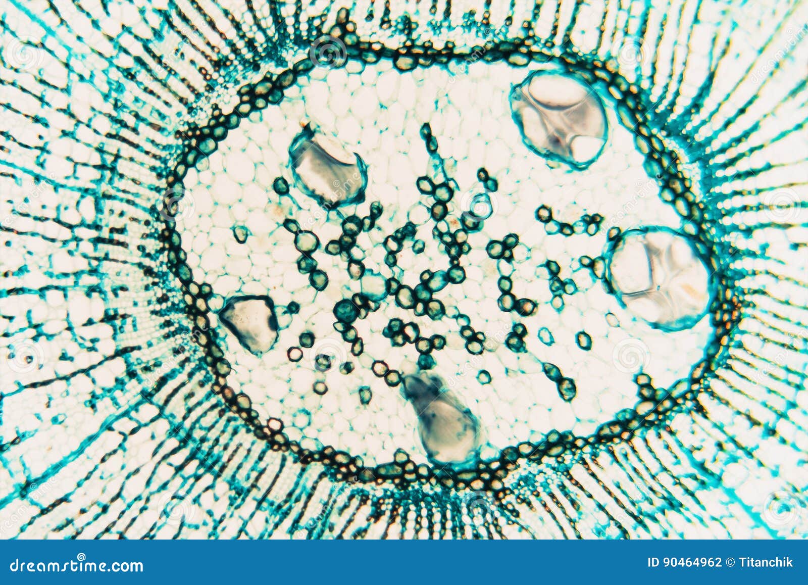 Cell Microscopic- Branches Linden Stock Photo - Image of training ...