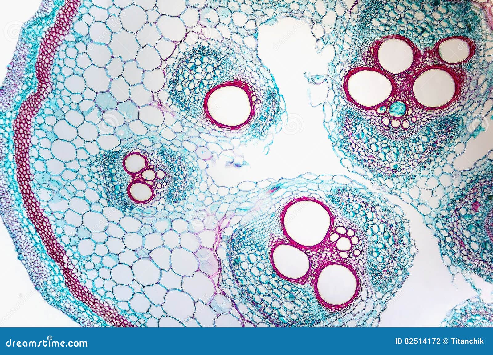 Cell Microscopic- Cucurbits Stem Stock Photo - Image of methodical ...