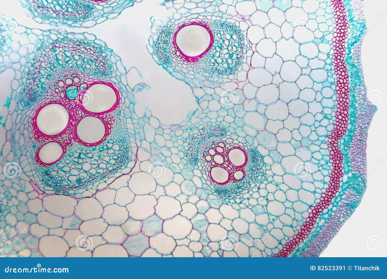 Cell Microscopic- Cucurbits Stem Stock Image - Image of bark, molecule ...