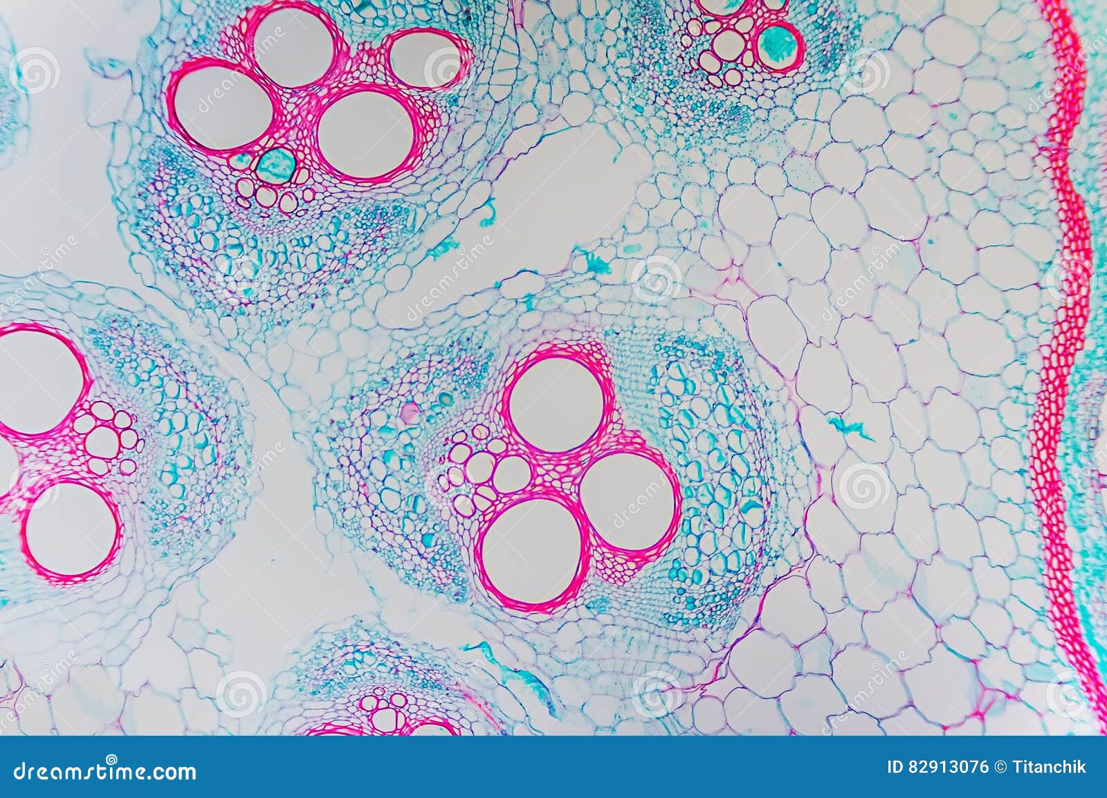 Cell Microscopic- Cucurbits Stem Stock Photo - Image of educational ...
