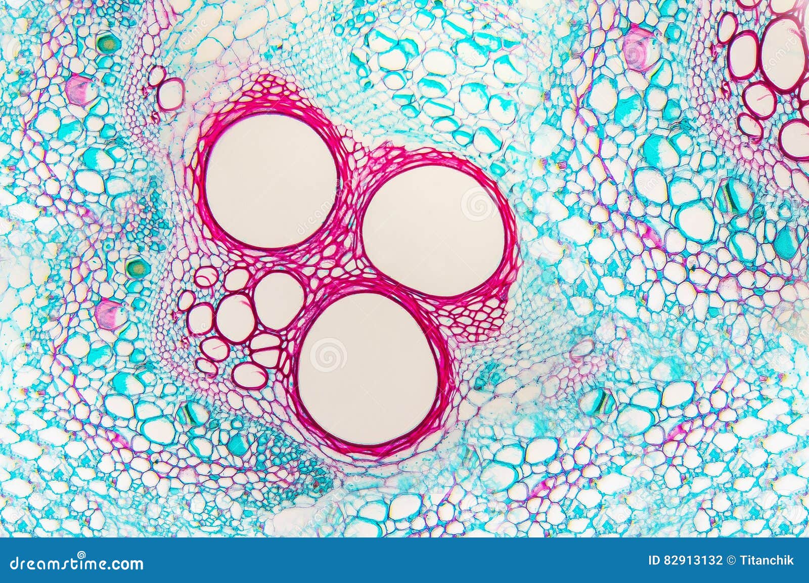 Cell Microscopic- Cucurbits Stem Stock Photo - Image of biotechnology ...