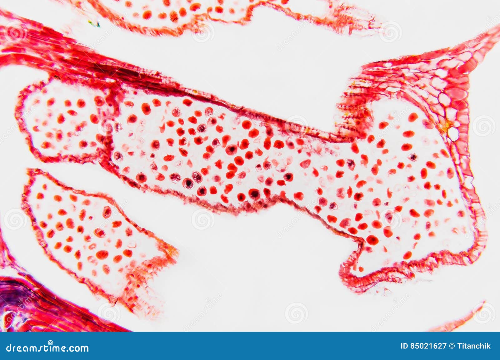 Cell Microscopic- Flower Ovary Stock Image - Image of molecular ...