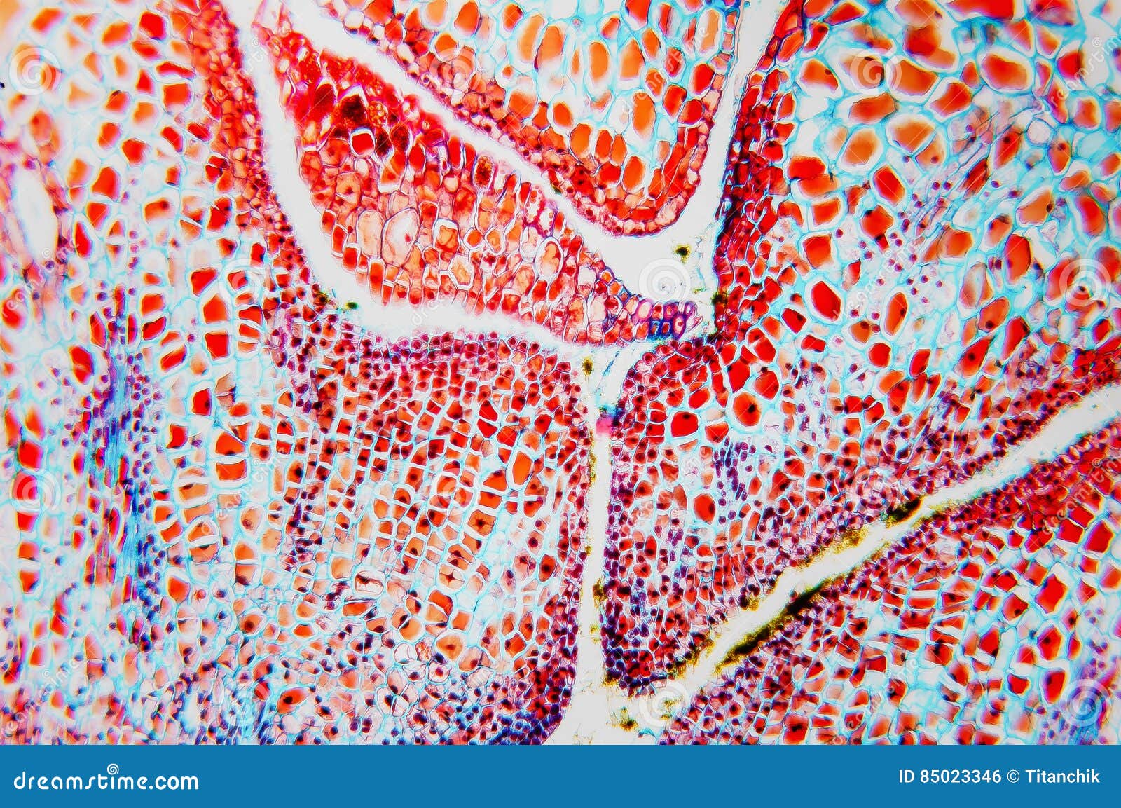 Cell Microscopic- Flower Ovary Stock Photo - Image of genetic ...