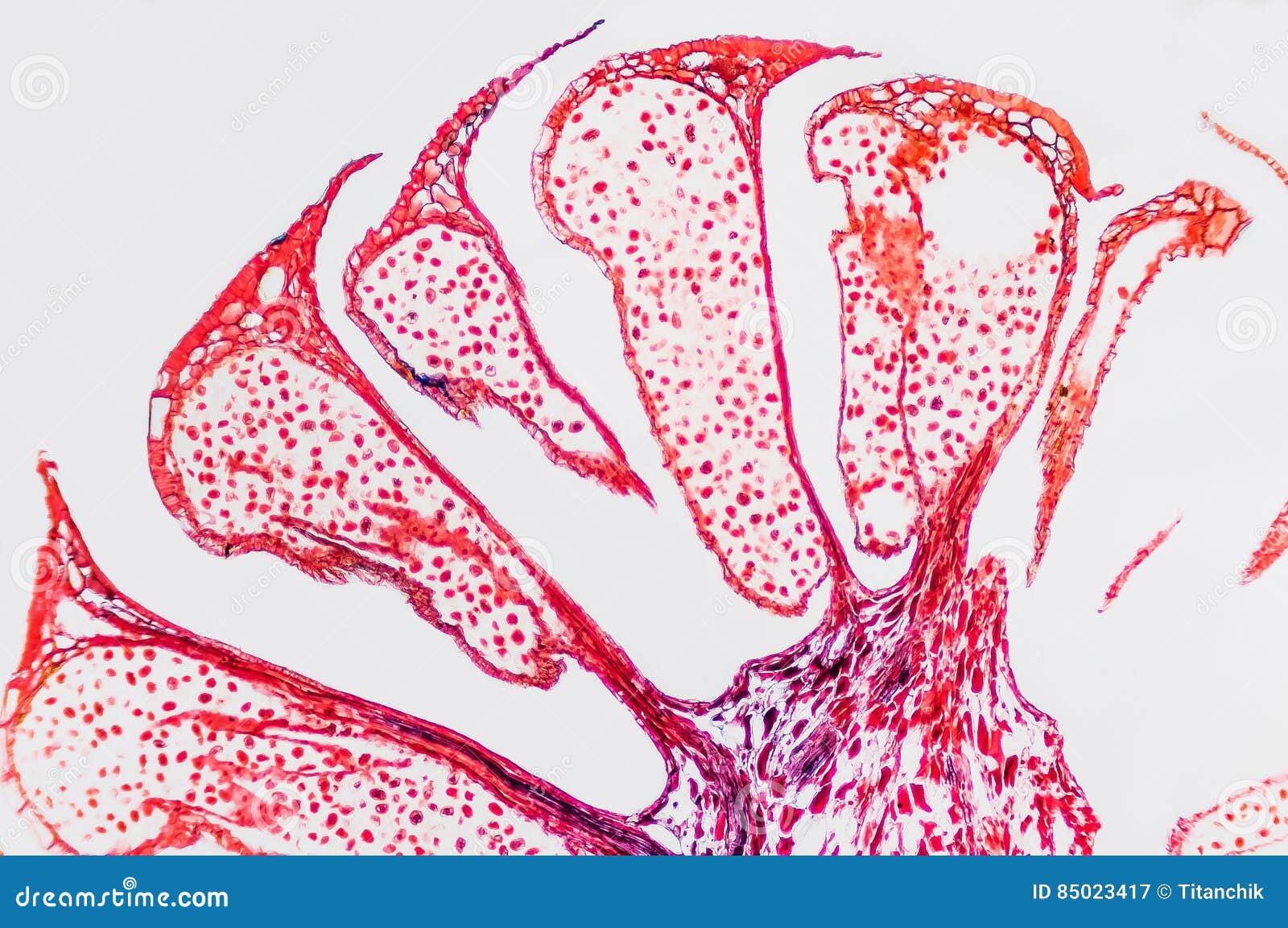 Cell Microscopic- Flower Ovary Stock Image - Image of high, biology ...