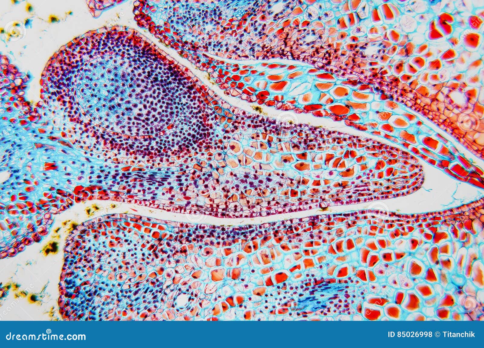 Cell Microscopic- Flower Ovary Stock Photo - Image of biotechnology ...