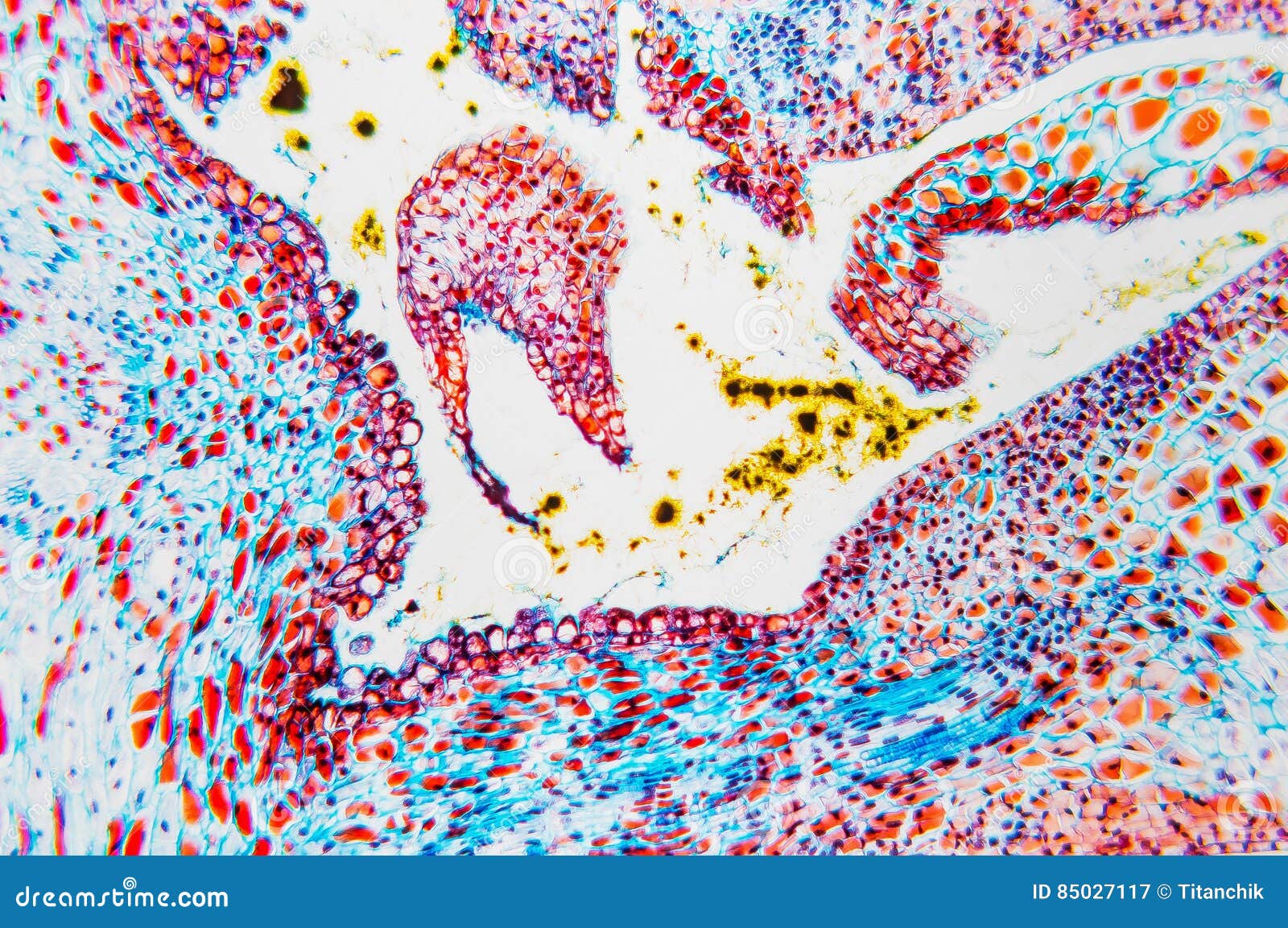 Cell Microscopic- Flower Ovary Stock Image - Image of endosperm ...