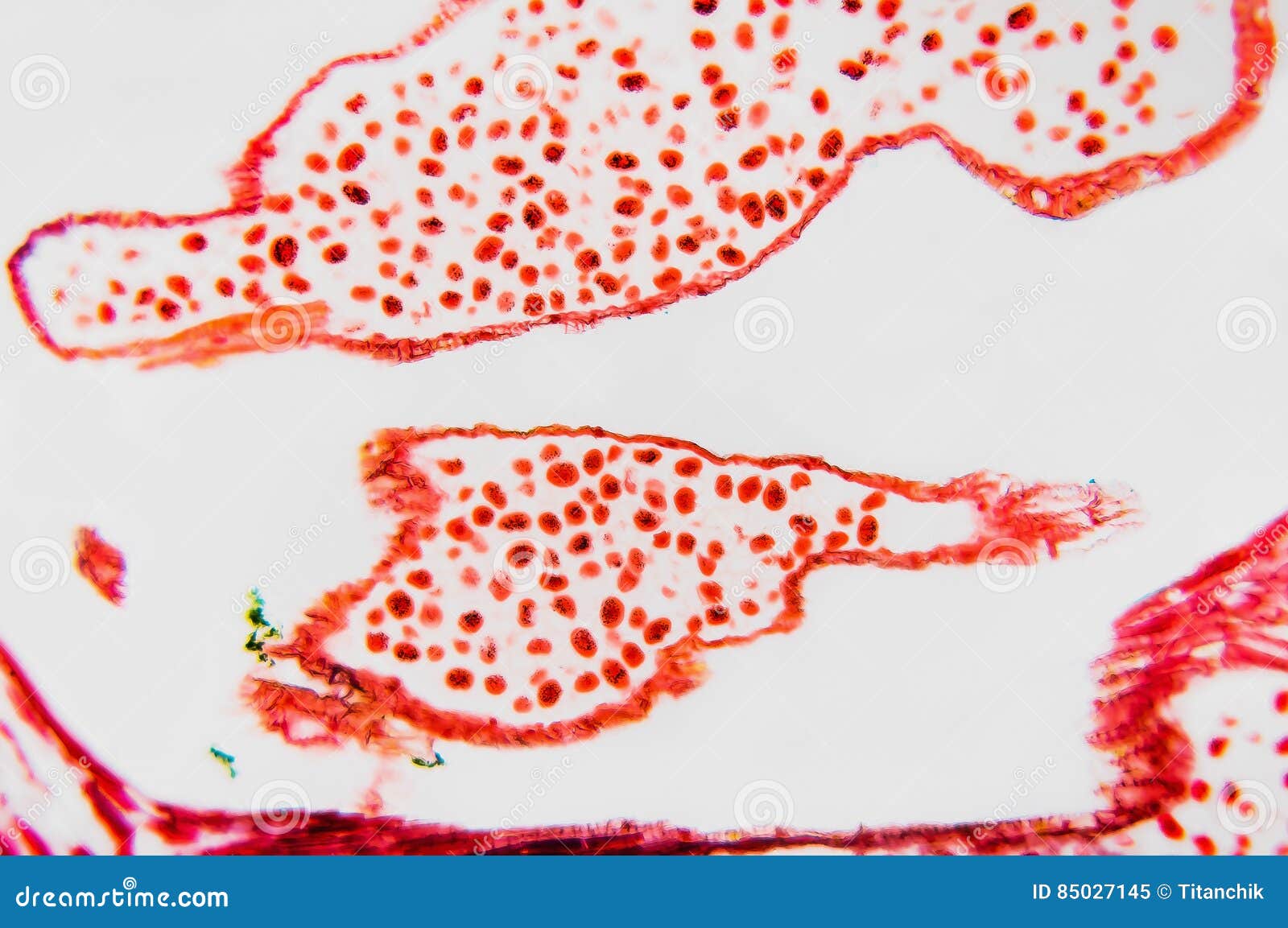 Flower Ovule Under Microscope