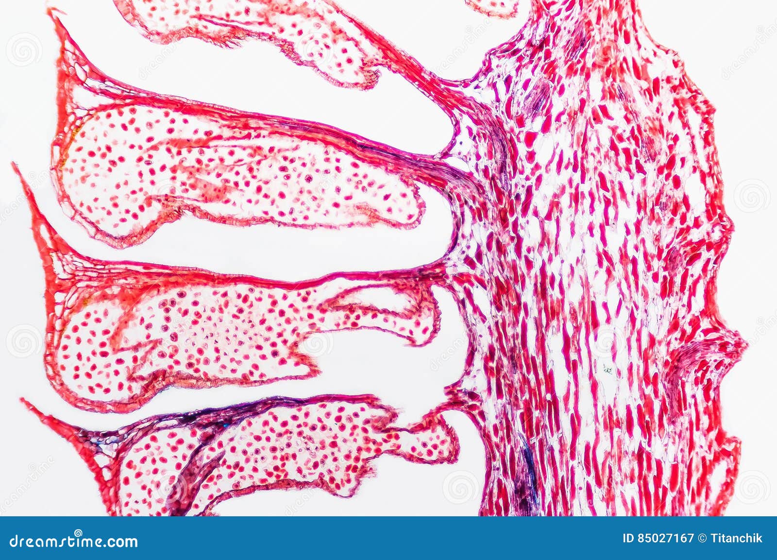 Cell Microscopic- Flower Ovary Stock Image - Image of microphotograph ...