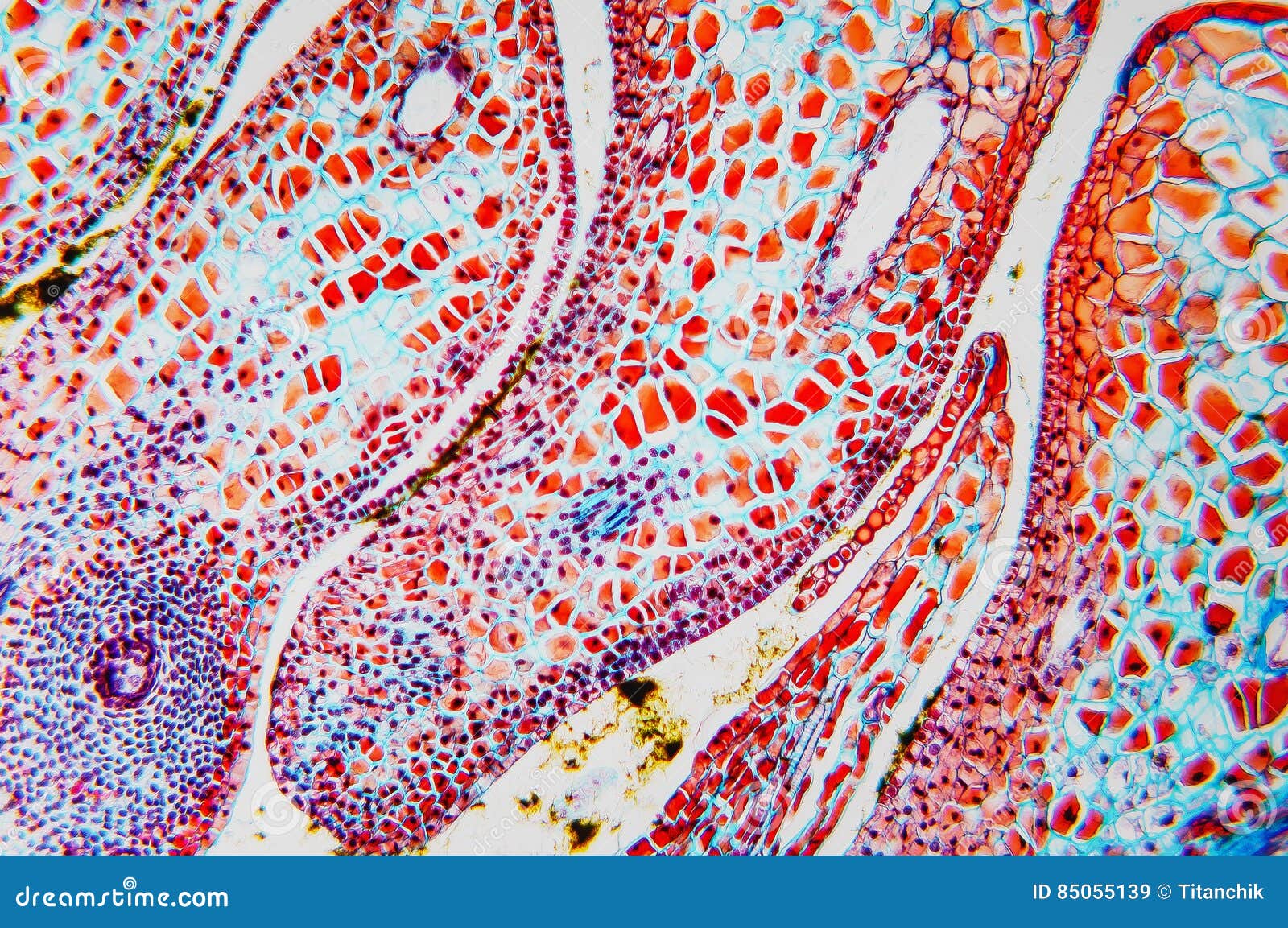 Cell microscopic stock image. Image of science, histology - 85055139