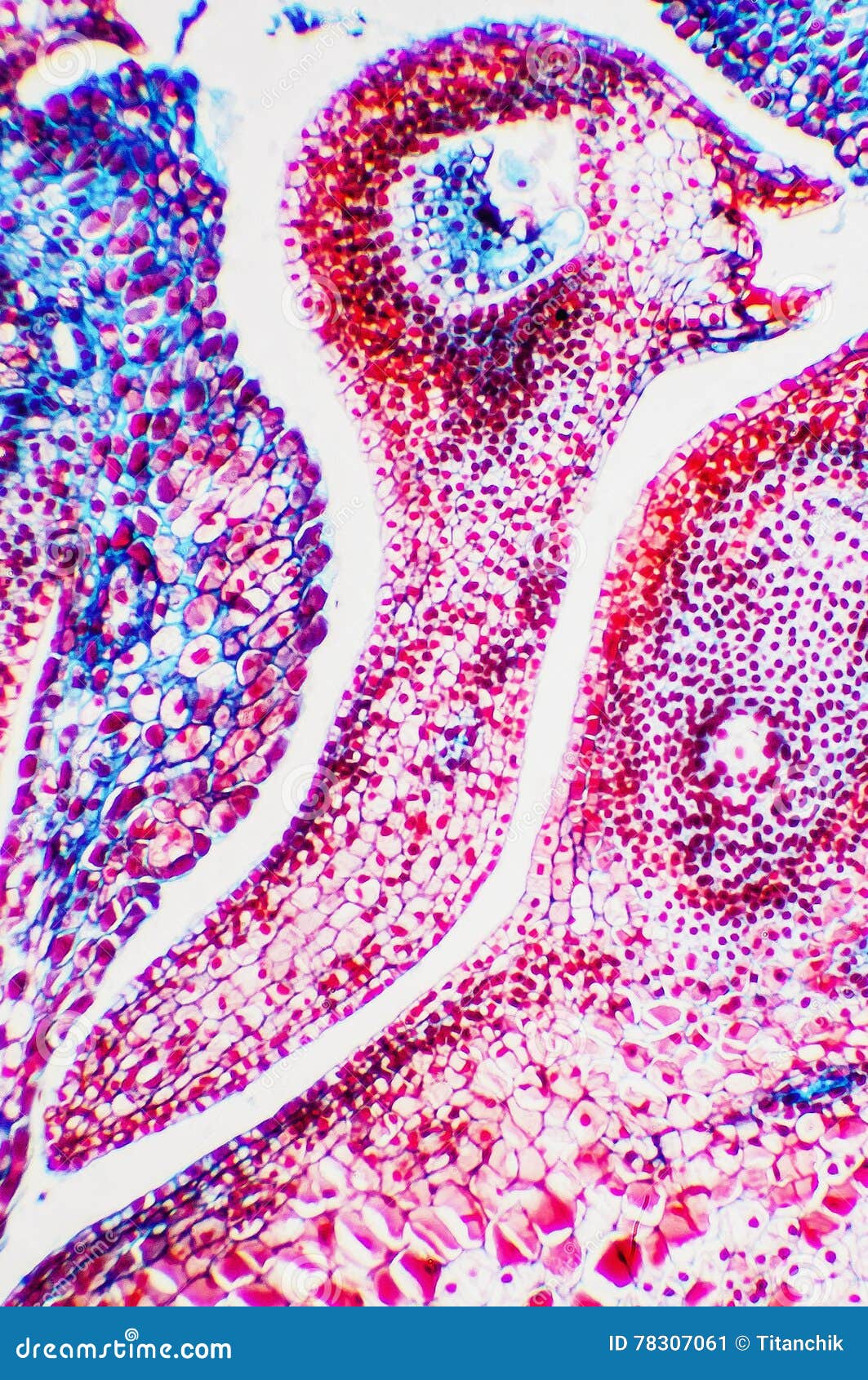 Cell Microscopic Cross-section Esophagus Dog Royalty-Free Stock Photo ...