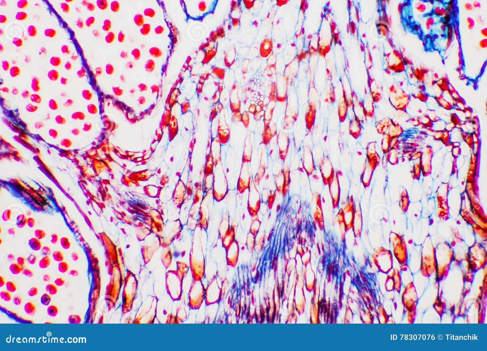 Cell microscopic stock photo. Image of microscopy, microorganism - 78307076