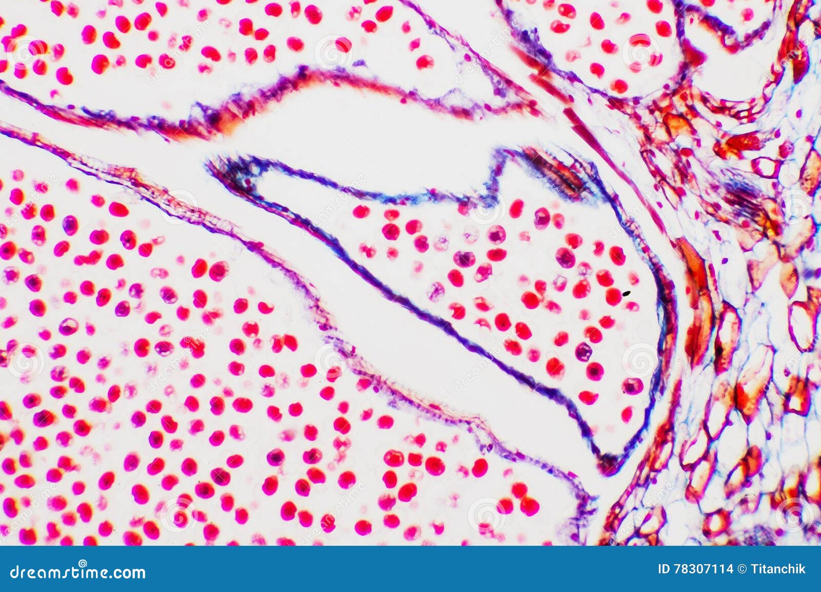 Cell microscopic stock photo. Image of medical, epidermis - 78307114