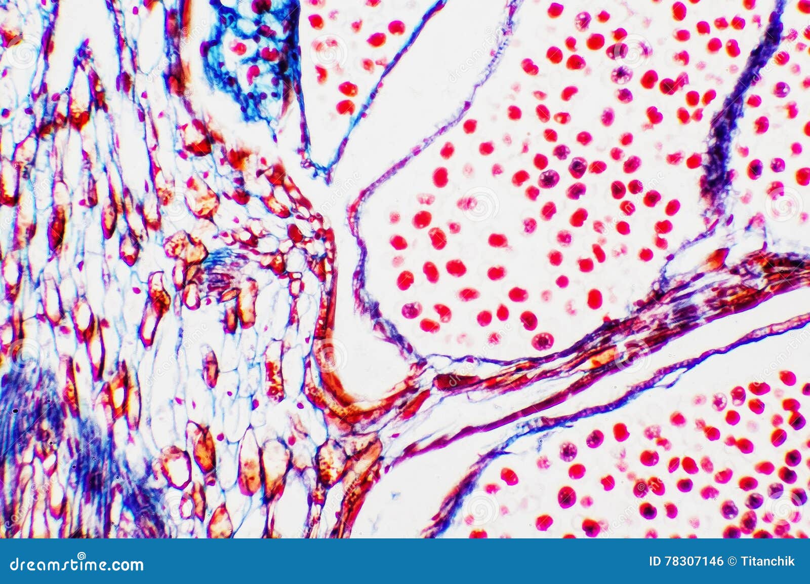 Cell Microscopic- Pyloric Section Stomach Dog Stock Image ...