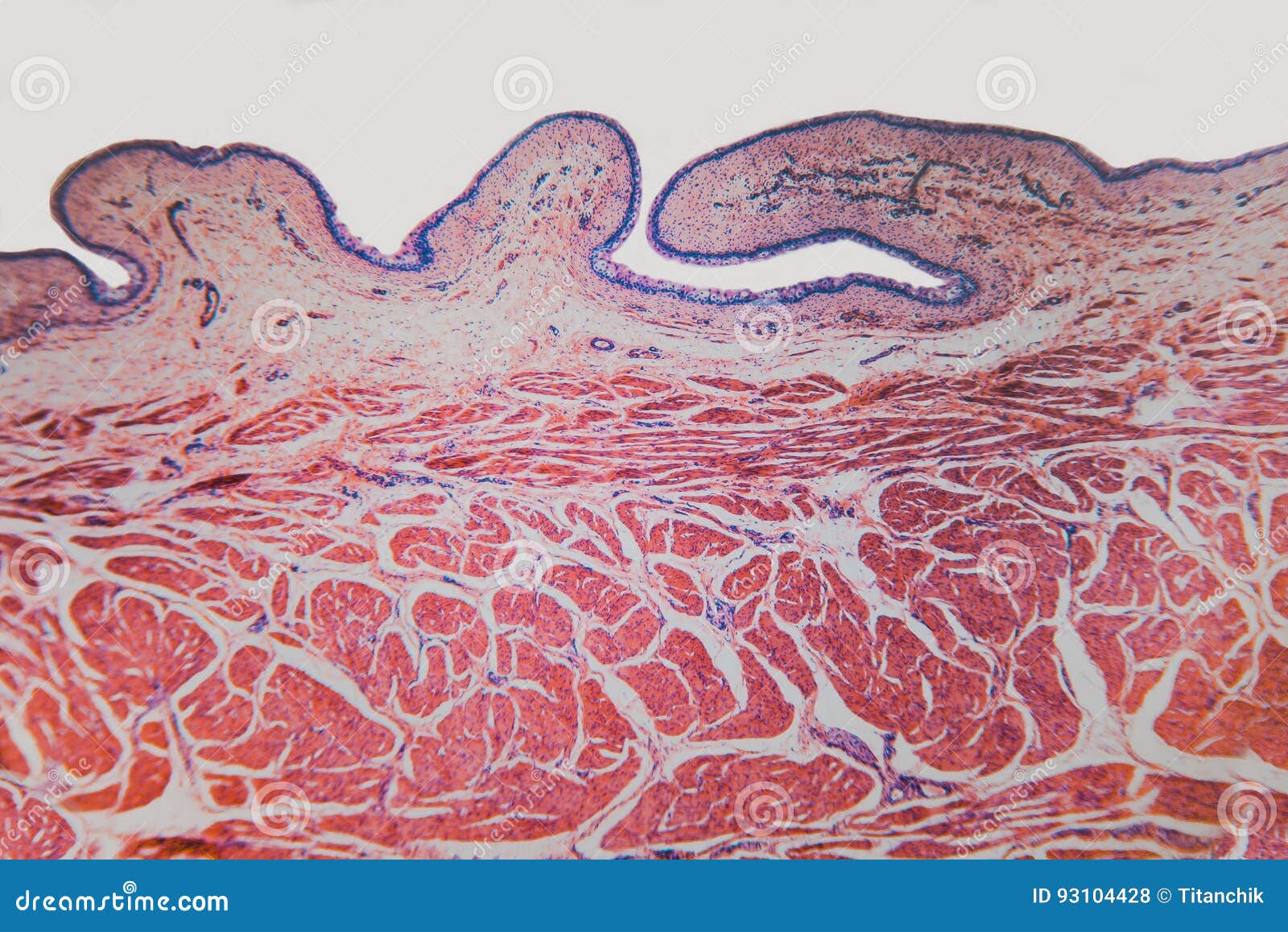 Cell Microscopic- Urinary Bladder Cat Stock Photo - Image of molecule ...