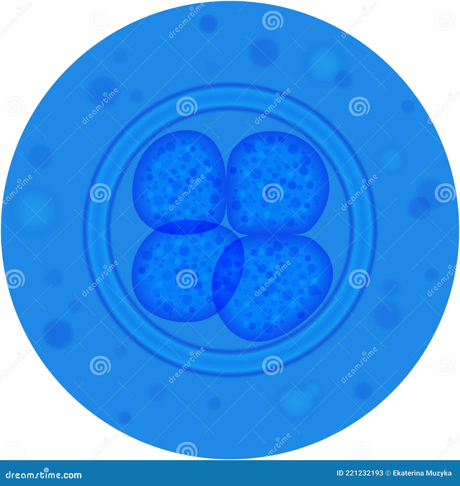 Metaphase The Dividing Cell During Mitosis Vector Illustration ...