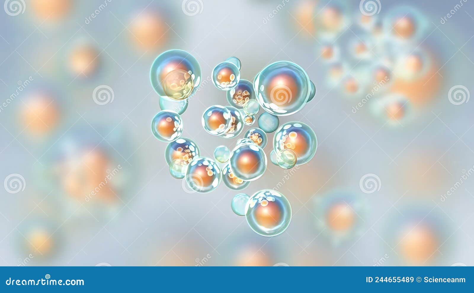 Cells Undergoing Mitosis, the Process of Cell Division and ...