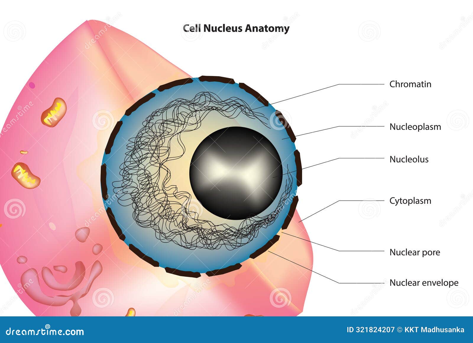 Cell Nucleus Anatomy stock vector. Illustration of technology - 321824207