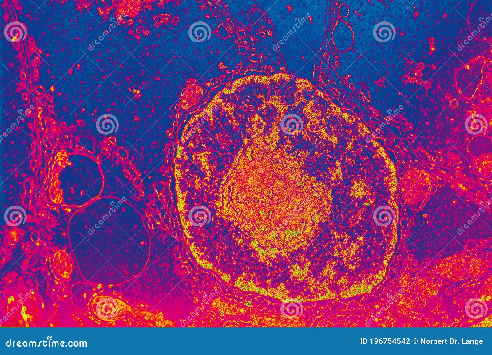 Cell Nucleus And Organelles Under The Electron Microscope Royalty-Free ...