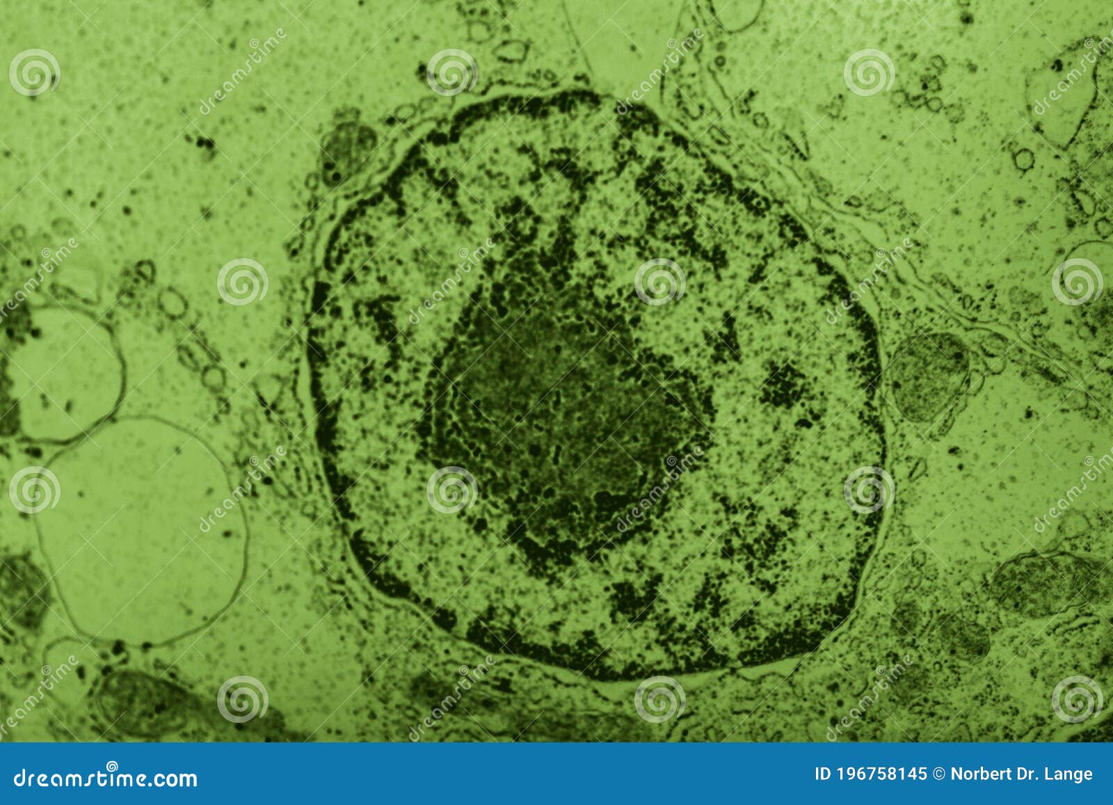 Cell Nucleus And Organelles Under The Electron Microscope Stock Photo ...