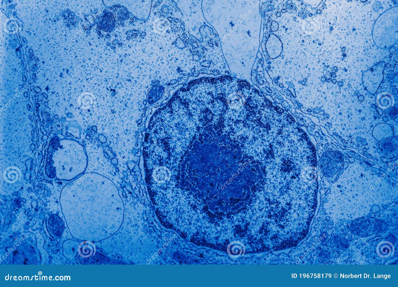 Cell Nucleus And Organelles Under The Electron Microscope Royalty-Free ...