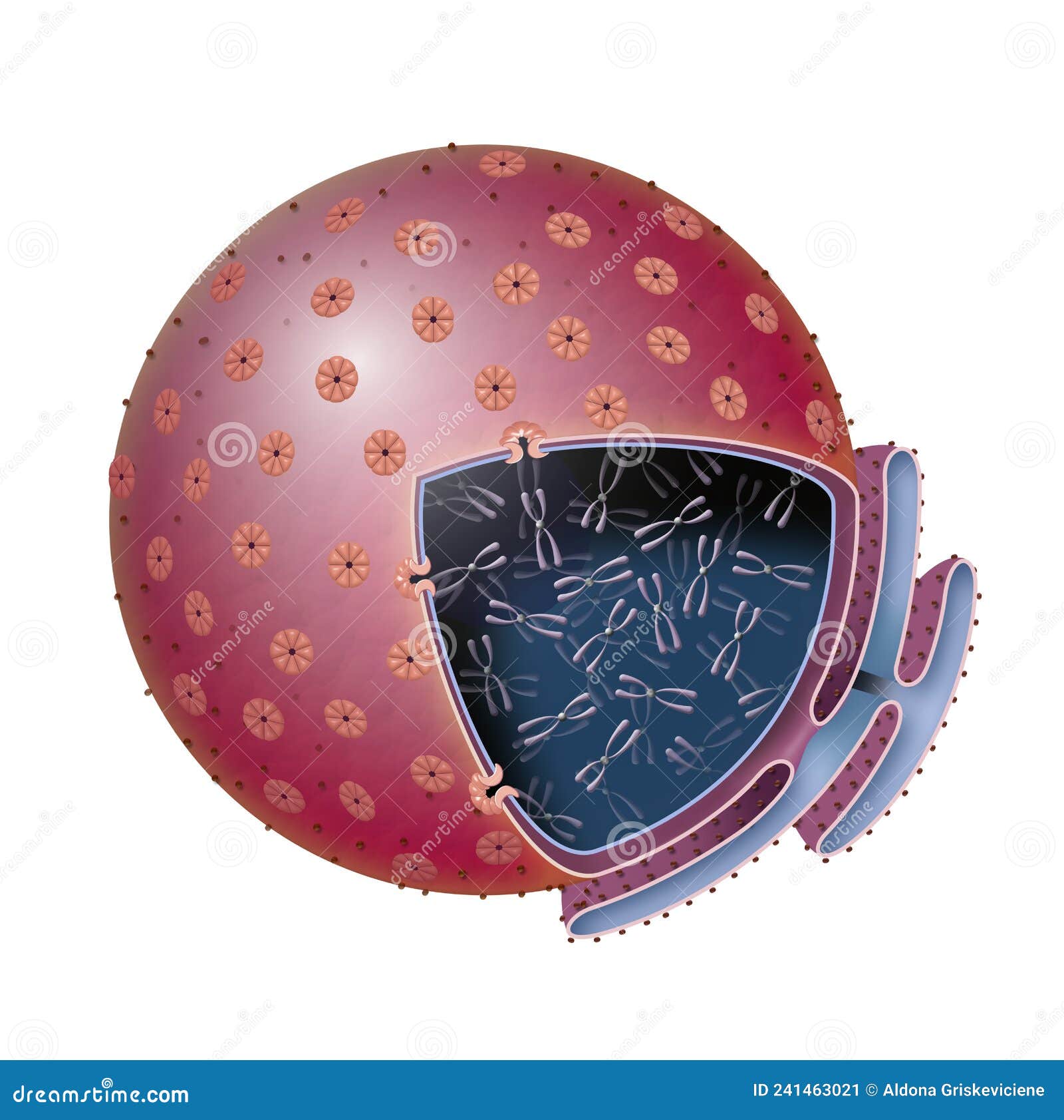 Nucleolus Cartoons, Illustrations & Vector Stock Images - 1229 Pictures ...