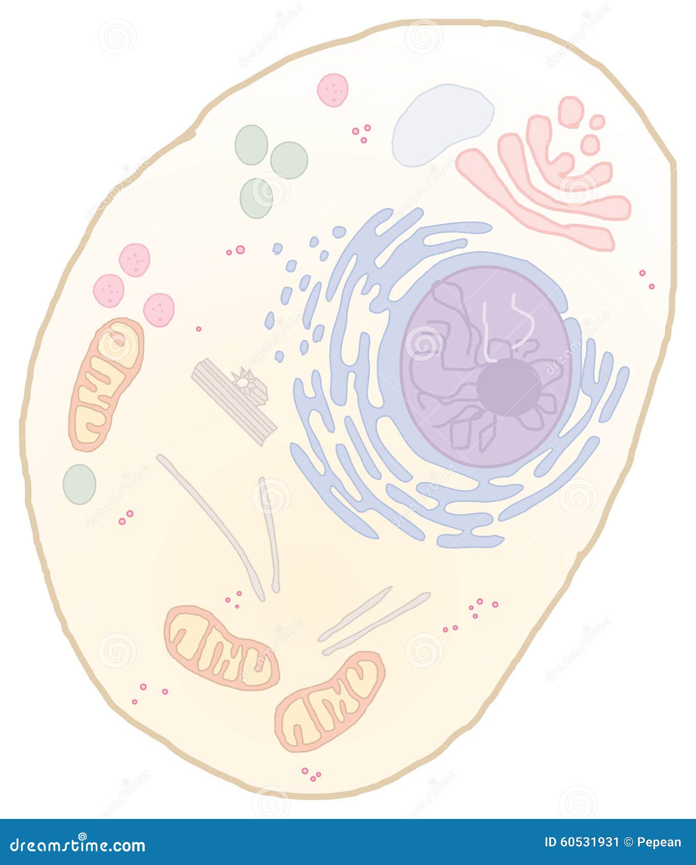 Cell schema stock illustration. Illustration of major - 60531931