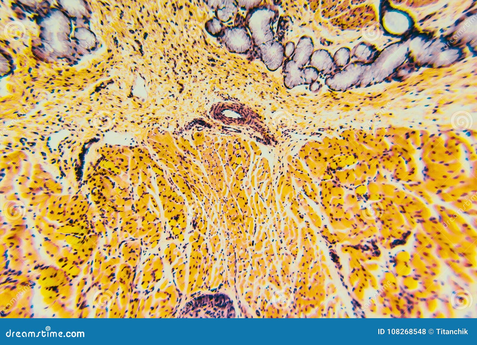 Cross Section Esophagus Dog Stock Photo | CartoonDealer.com #108268548