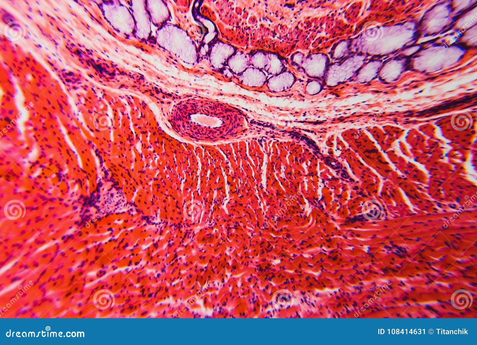 Pancreas Cross-Section Stock Image | CartoonDealer.com #260235403