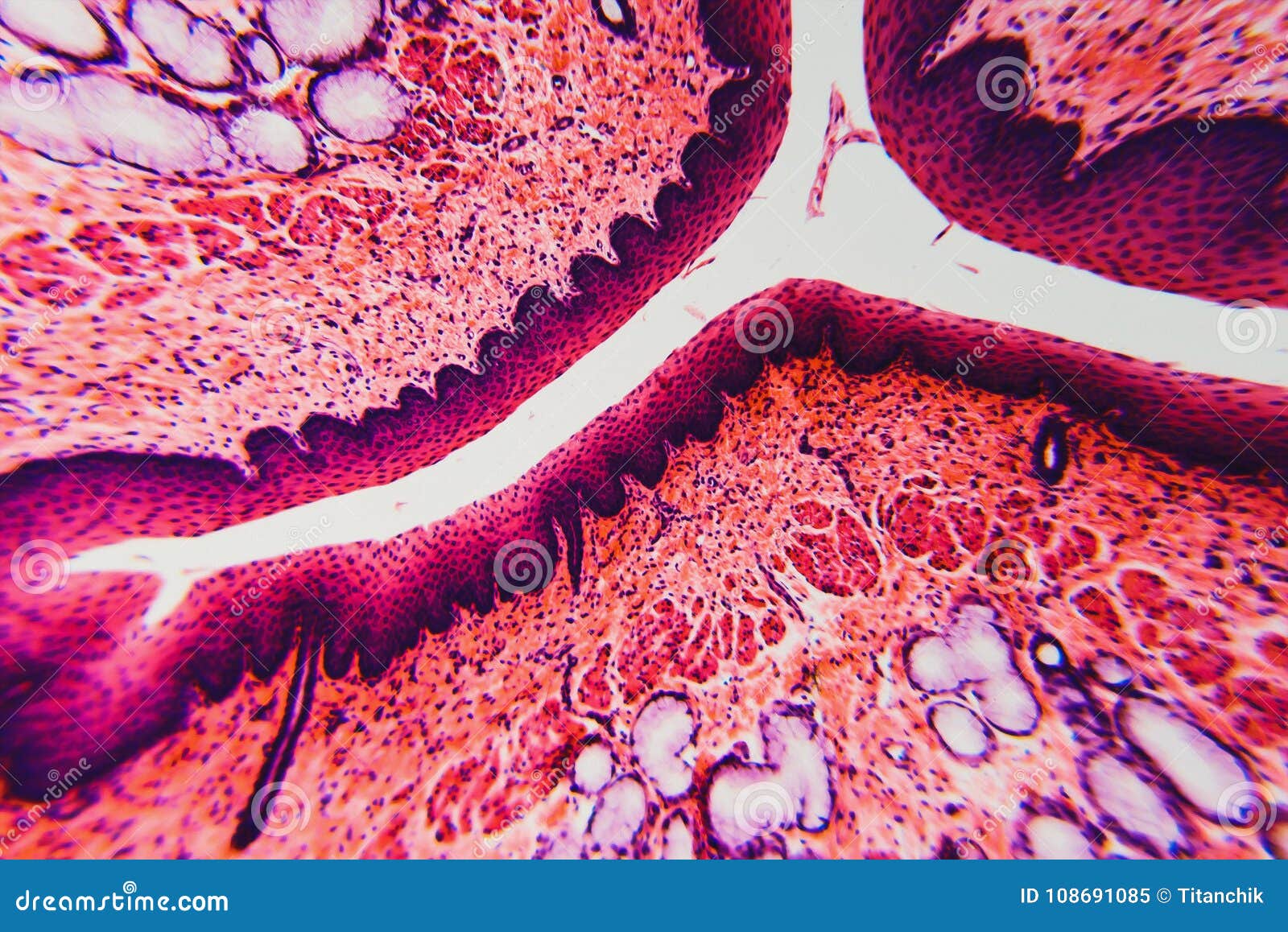 Pancreas Cross-Section Stock Image | CartoonDealer.com #260235403