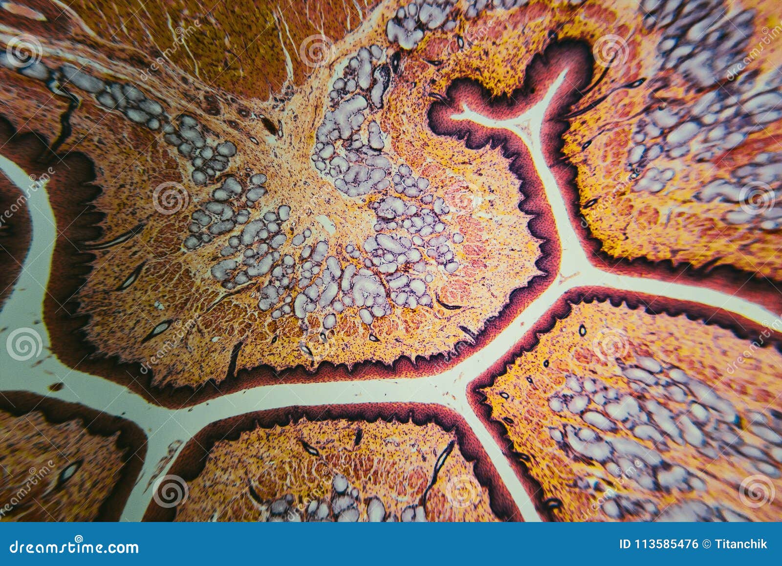 Cross Section Esophagus Dog Stock Photo - Image of medicine, micro ...