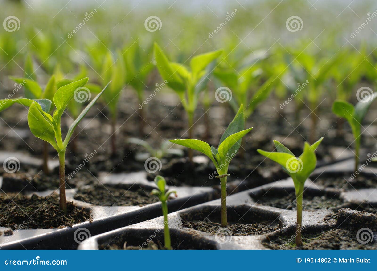 Cell Seedlings Production Close-up Stock Photo - Image of agriculture ...