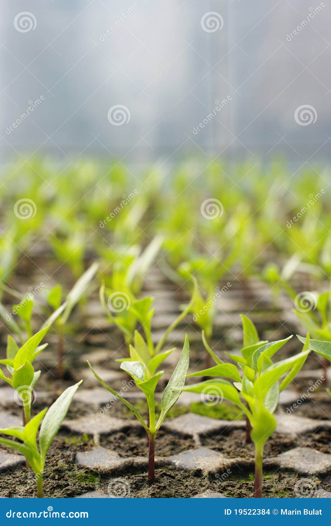 Cell Seedlings Production Close-up Stock Photo - Image of greenhouse ...