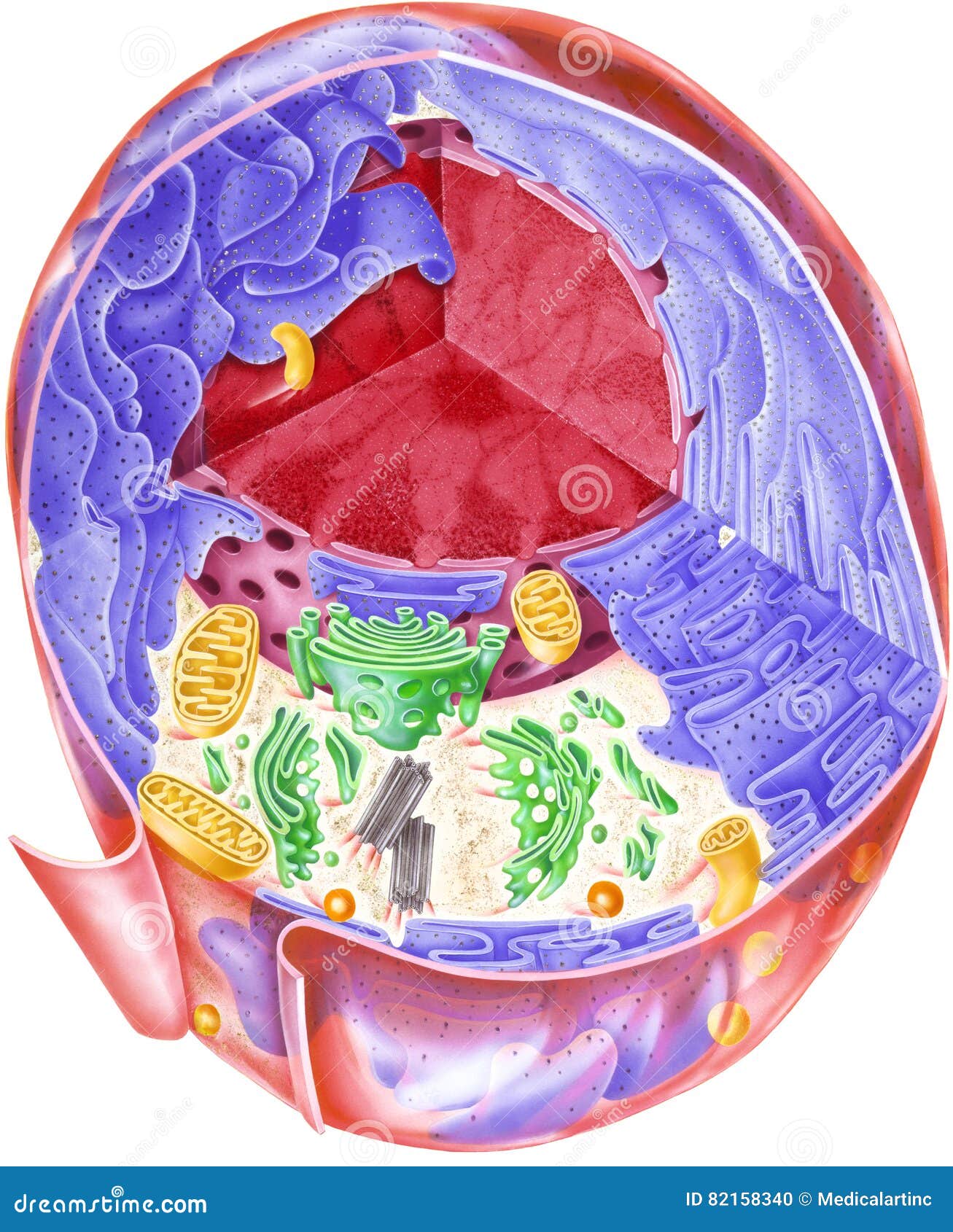 Mitochondria Internal Detailed Anatomy Structure Stock Photo ...