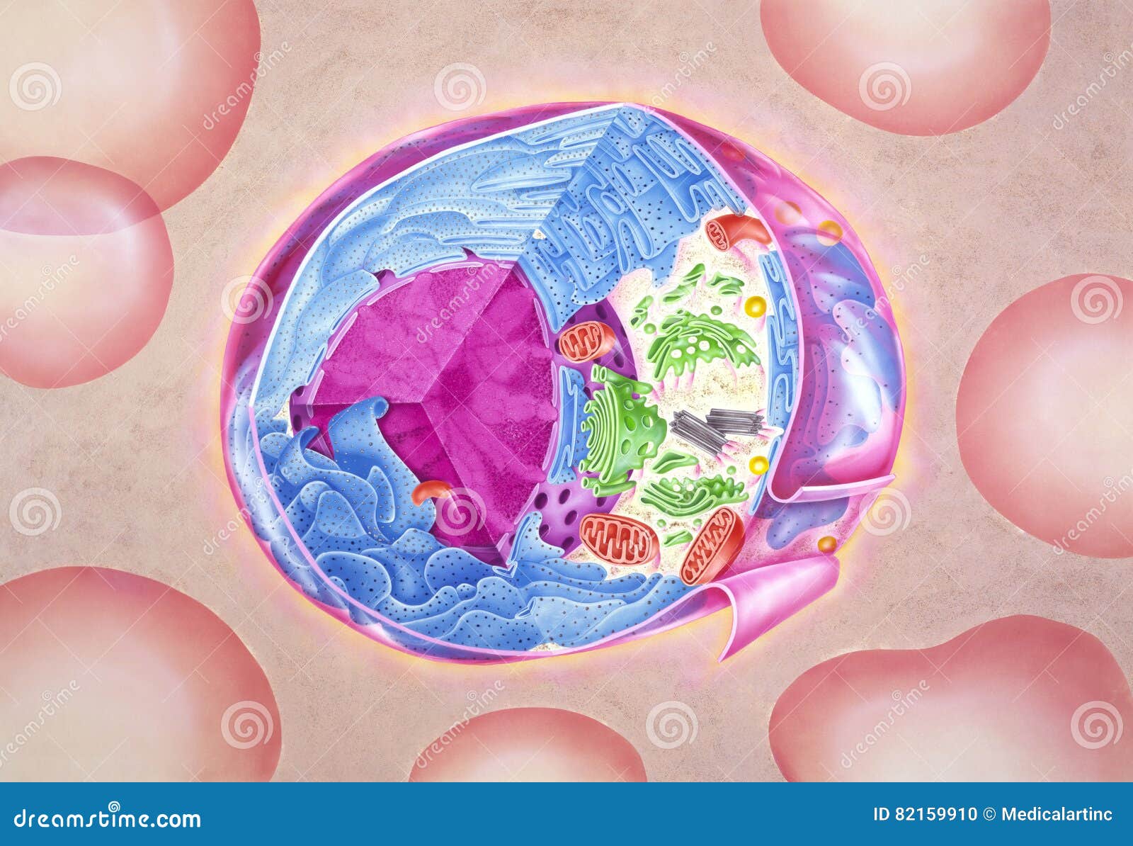 Cell - Showing Internal Structures Stock Illustration - Illustration of ...