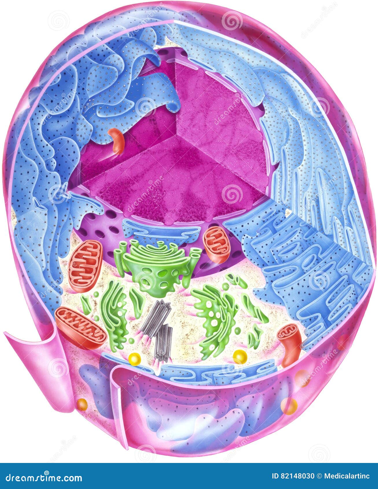 Cell - Showing Internal Structures Stock Photography | CartoonDealer ...