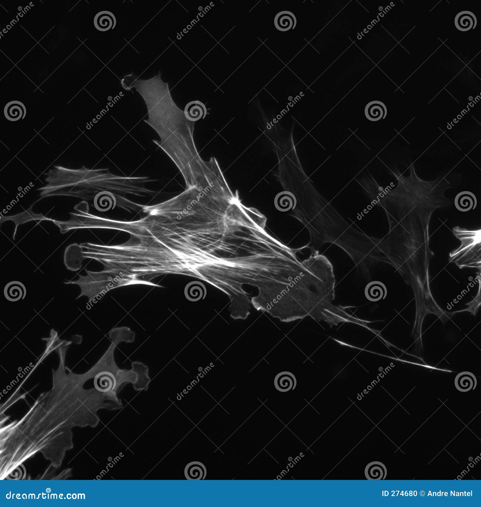 Cell Skeleton 2 stock illustration. Illustration of cells - 274680