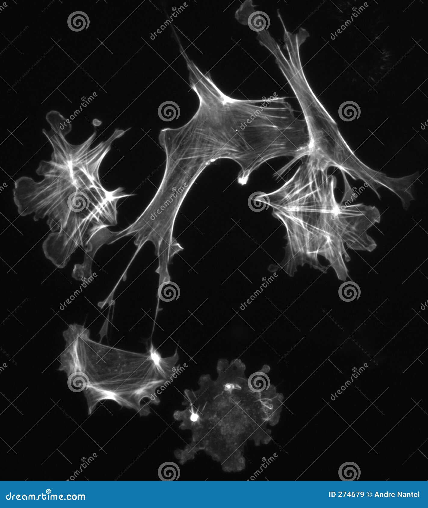 Cell skeleton stock illustration. Illustration of small - 274679