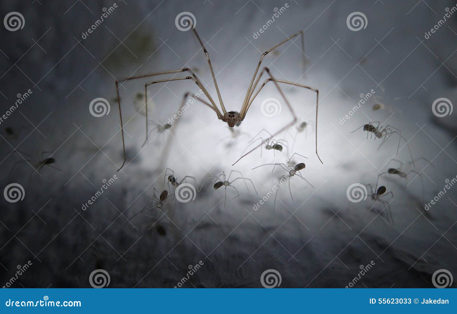 Cell spider and babies stock image. Image of wild, mother - 55623033