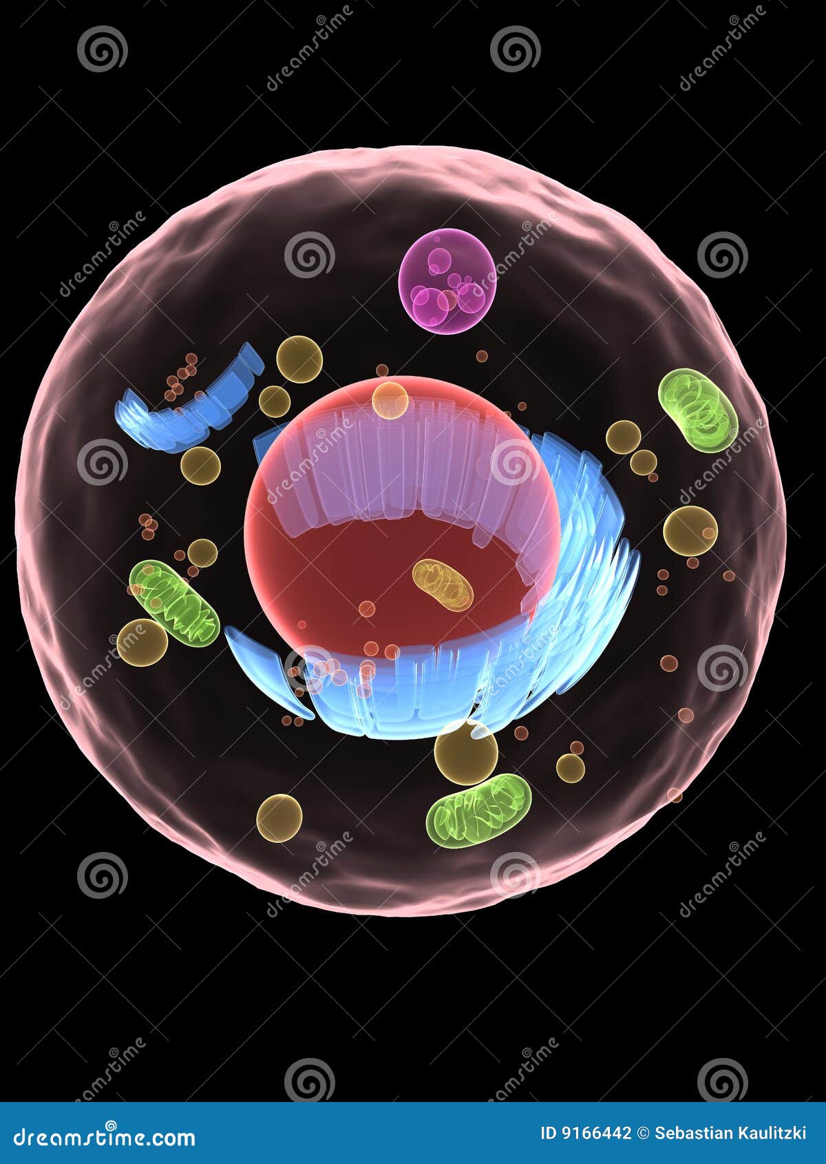 Cell Structure Stock Photography - Image: 9166442