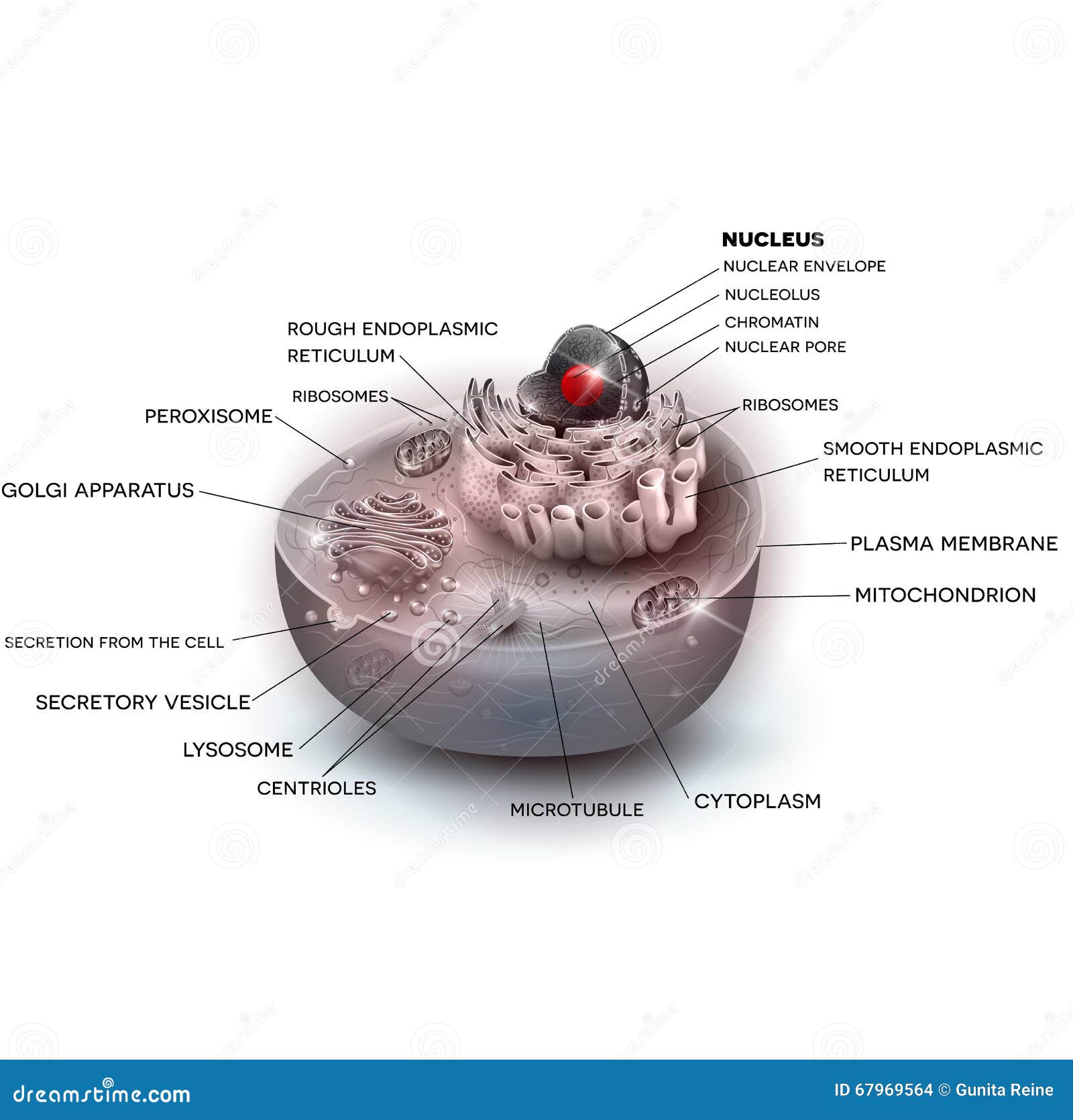 The Structure Of Centrioles. Infographics. Vector Illustration On ...