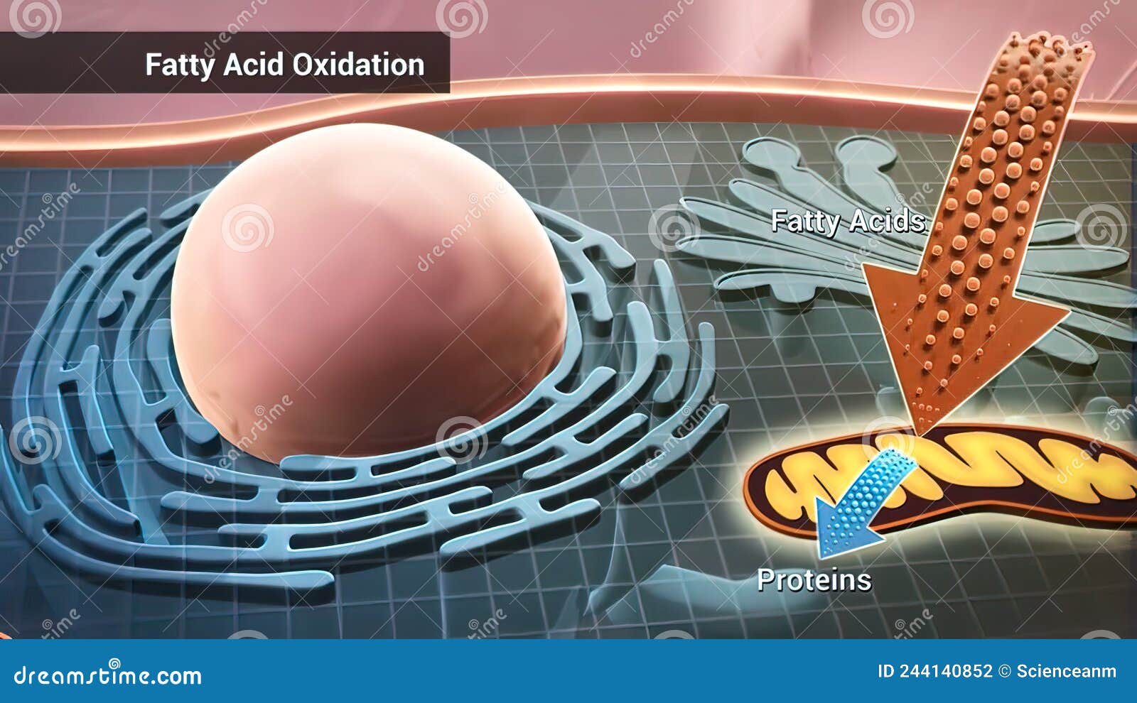 Cell Structure and Components, Mitochondria, Nucleus and Cytoplasm ...