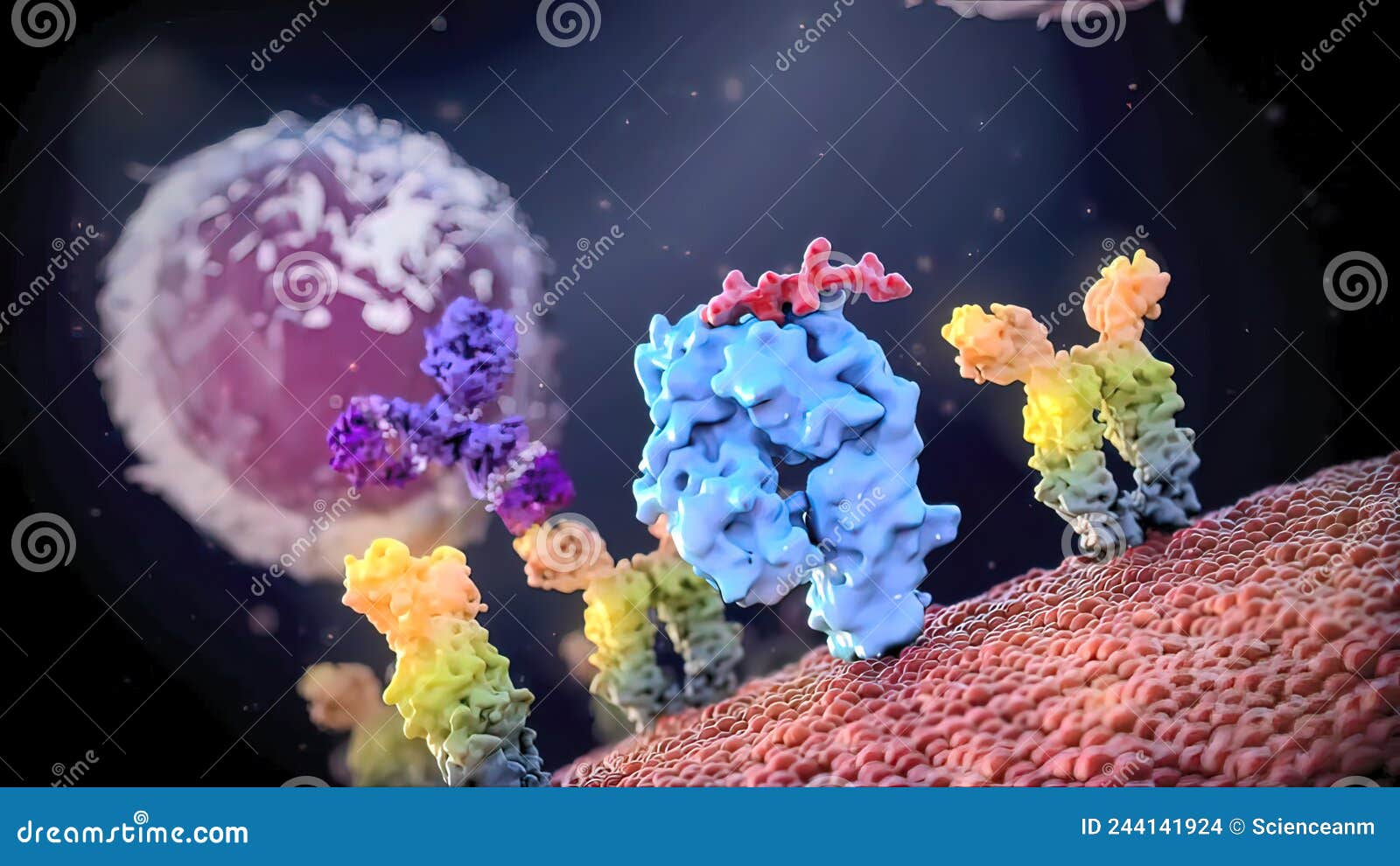 Cell Structure and Components, Mitochondria, Nucleus and Cytoplasm ...