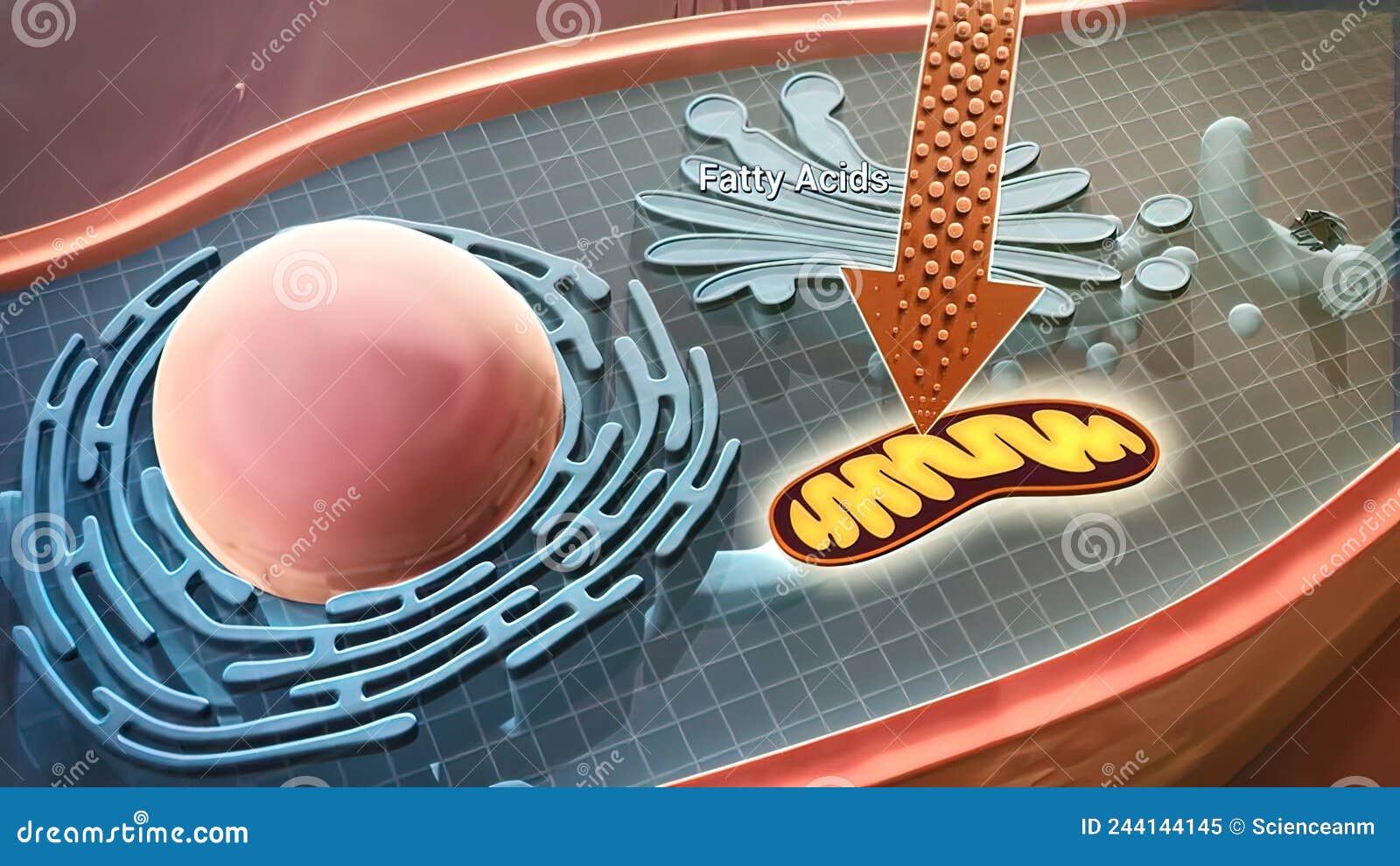 Cytoplasm Cartoons, Illustrations & Vector Stock Images - 3503 Pictures ...