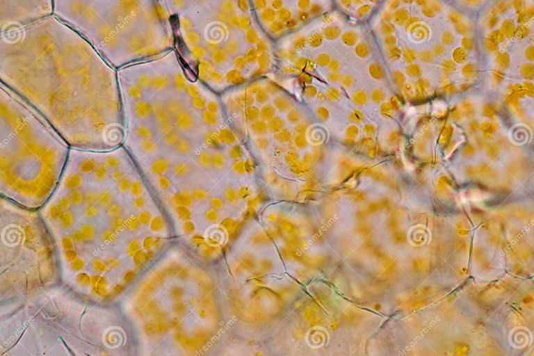 Cell Structure Flower View Of Chromoplast Showing In Plant Cells Under The Microscope Stock