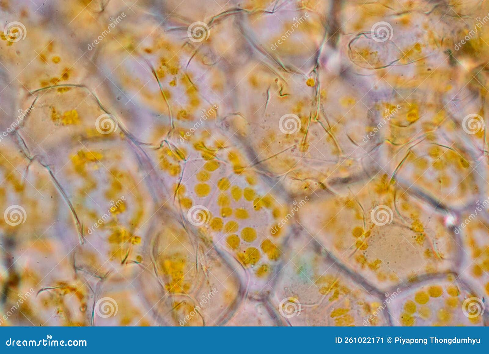 Cell Structure Flower, View of Chromoplast Showing in Plant Cells Under ...