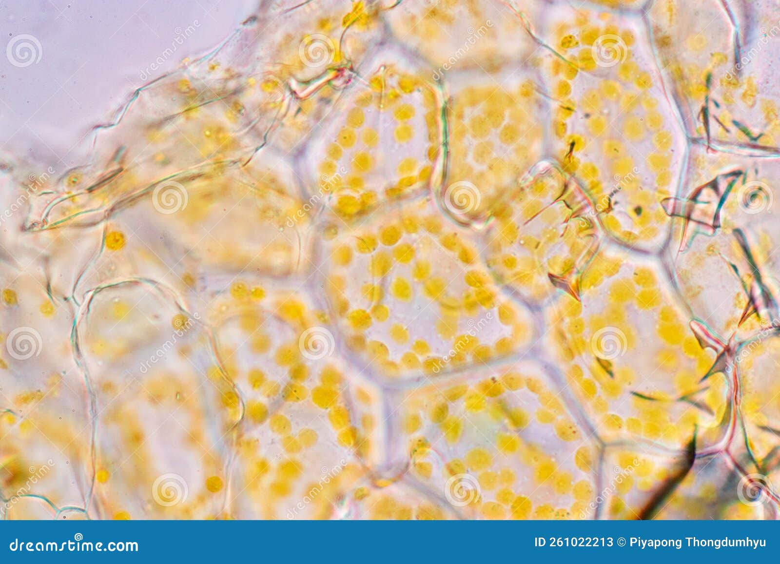 Cell Structure Flower, View of Chromoplast Showing in Plant Cells Under ...