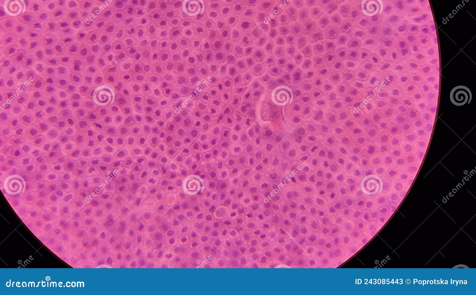 Cell Structure of Human Amnion Stock Image - Image of pattern, cell ...